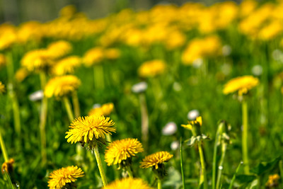 Summer term hours - NUNM Library