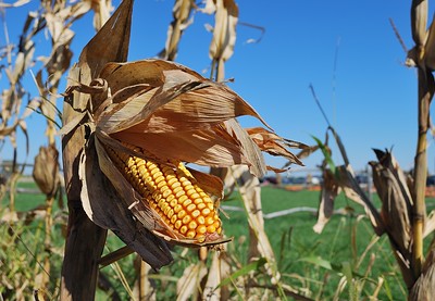 Fall library services - NUNM Library